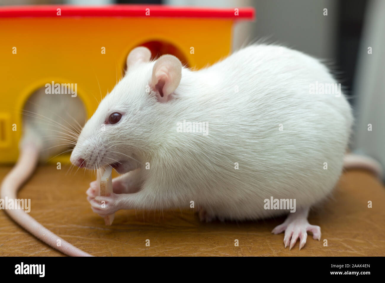 White funny domestic pet rat and a toy house Stock Photo - Alamy