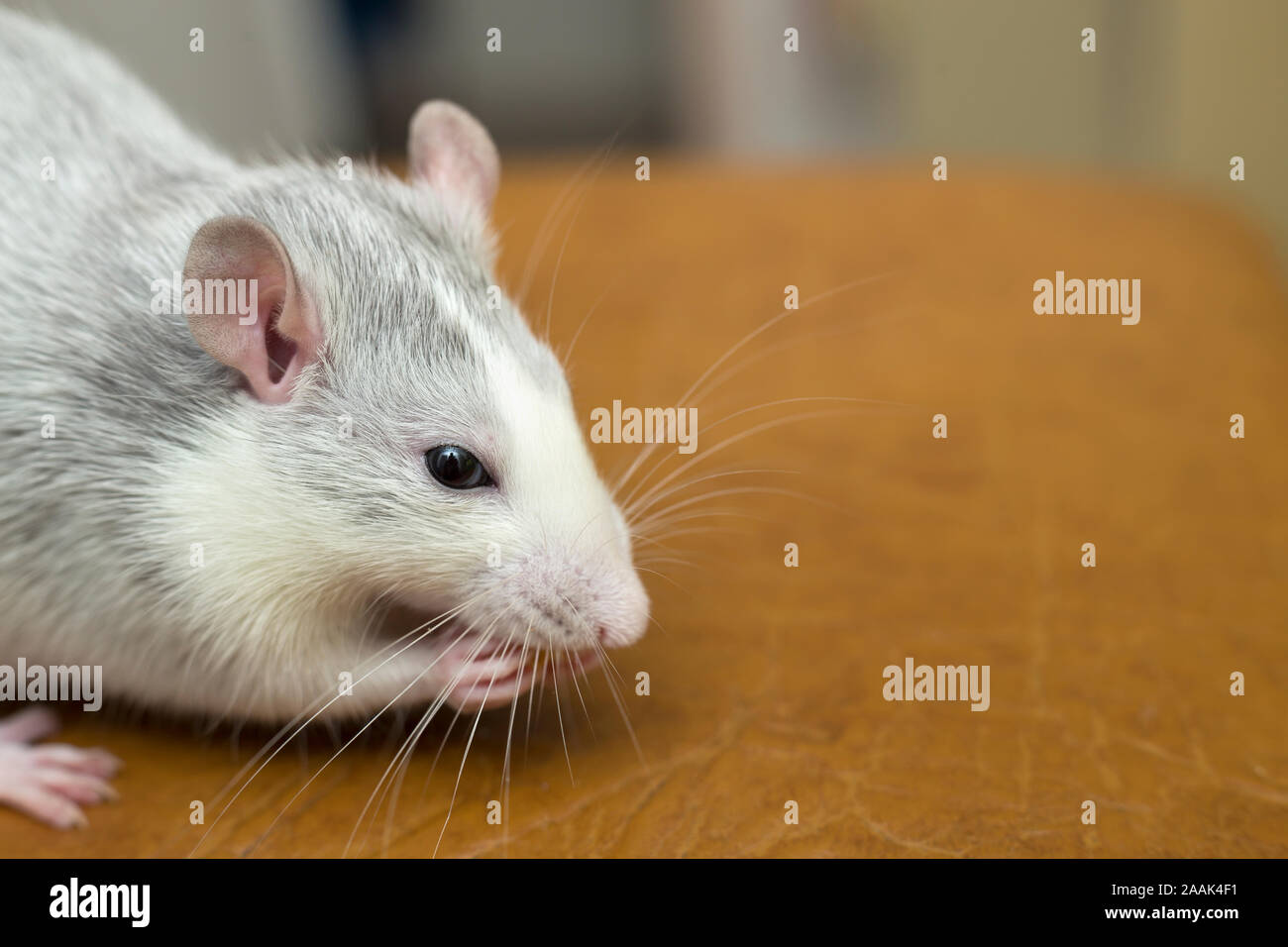 Lab rat eating hi-res stock photography and images - Alamy