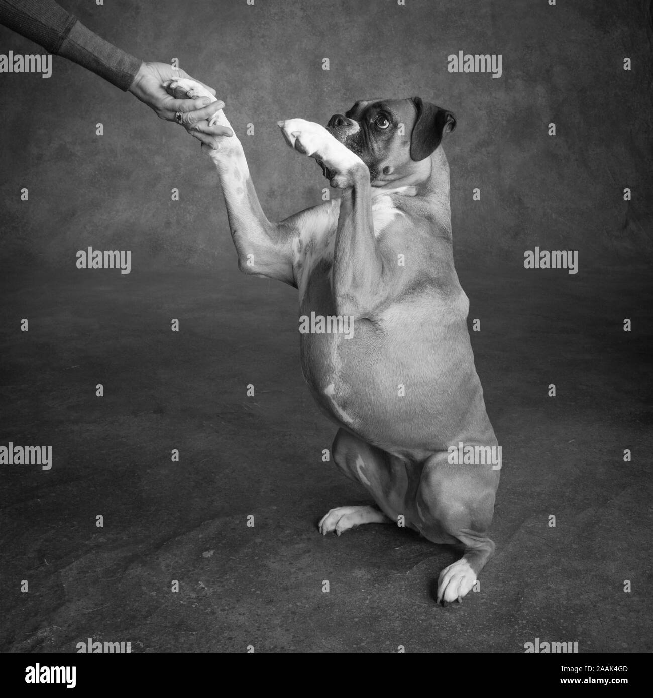 Boxer looking up Black and White Stock Photos & Images - Alamy