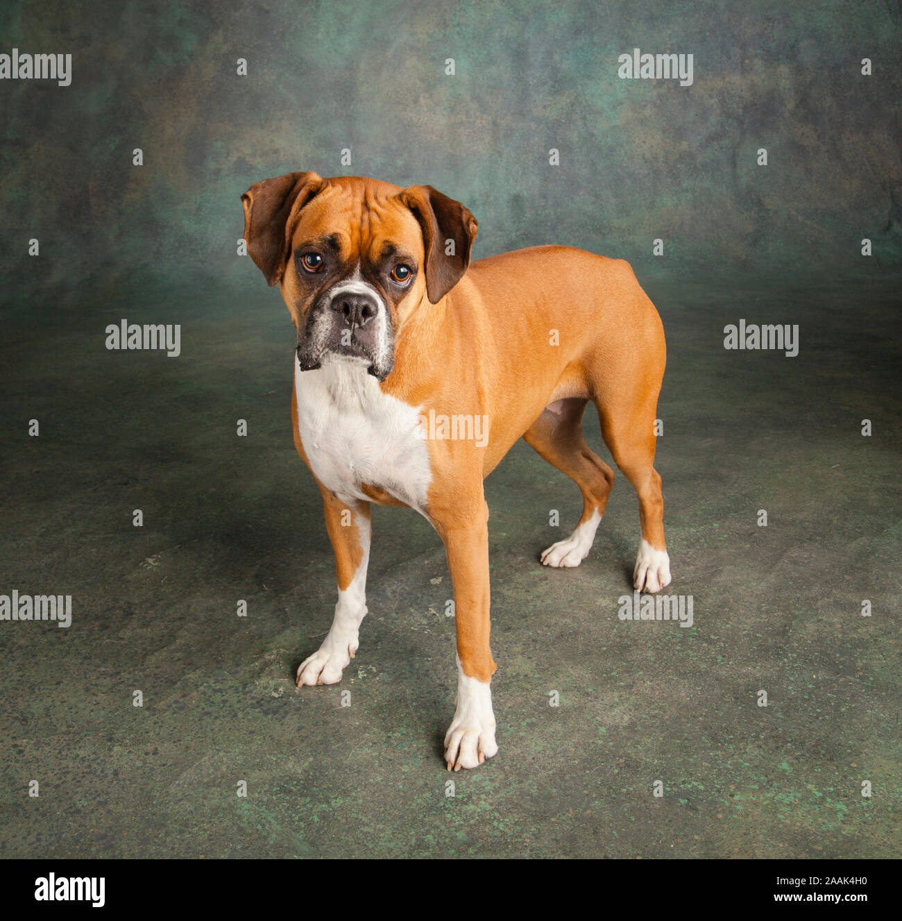 Studio portrait of Boxer dog Stock Photo - Alamy