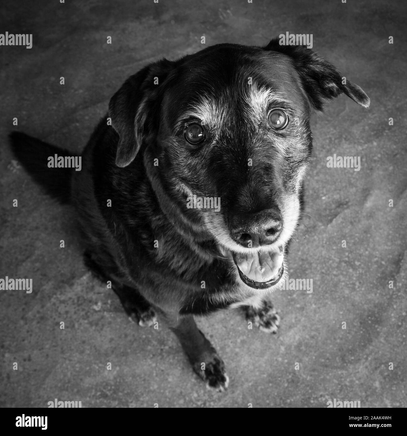 Portrait of Golden Retriever Lab Mix Dog Stock Photo - Alamy