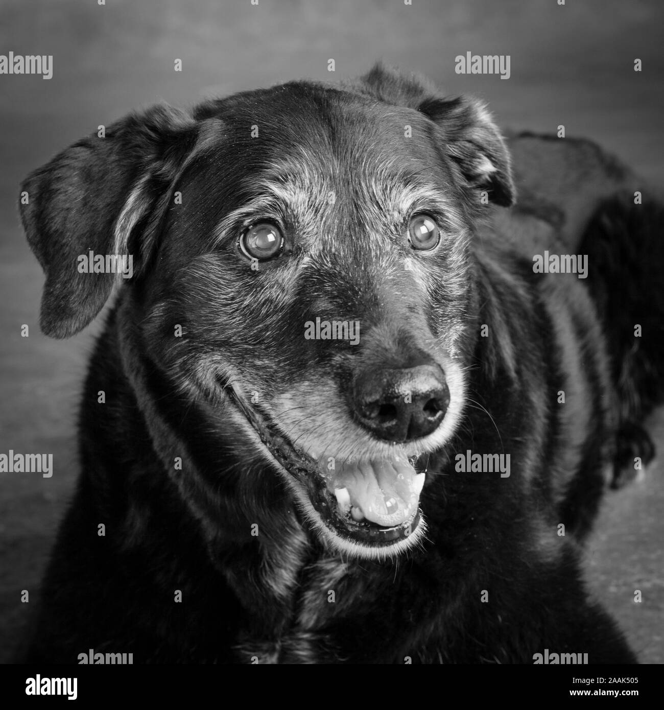 Golden retriever lab mix hi-res stock photography and images - Alamy