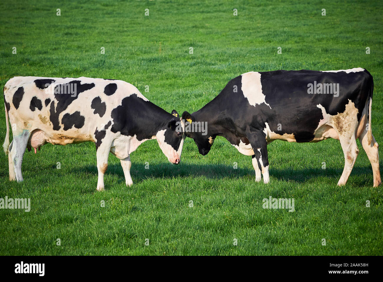 Two Holstein Cows Play Fighting Stock Photo - Alamy