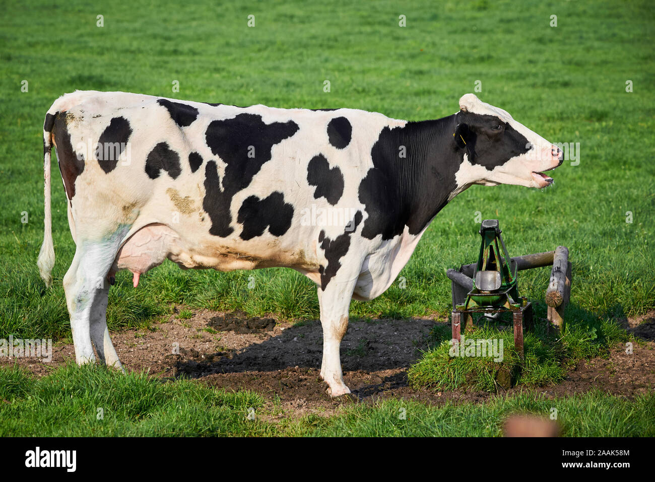 Beautiful Portrait of a Holstein Cow Stock Photo - Alamy