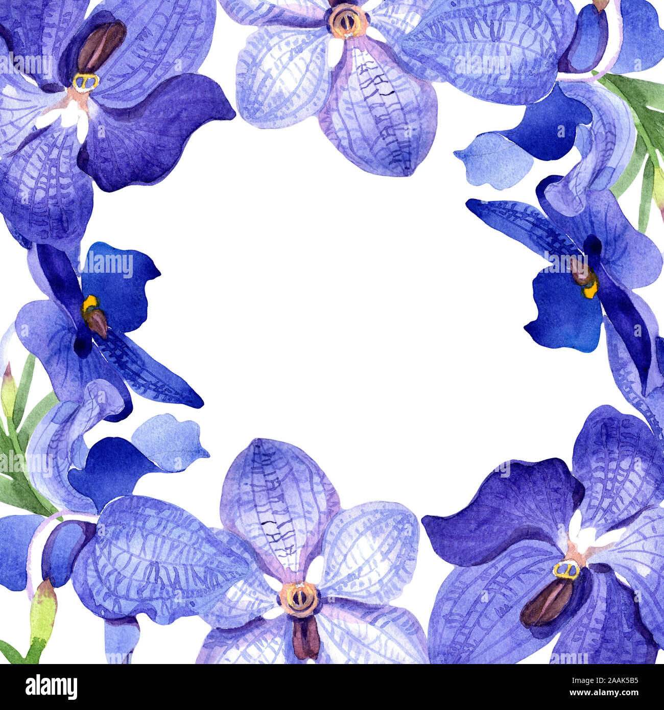 Orchid blue vanda. Floral botanical flower. Frame border ornament ...