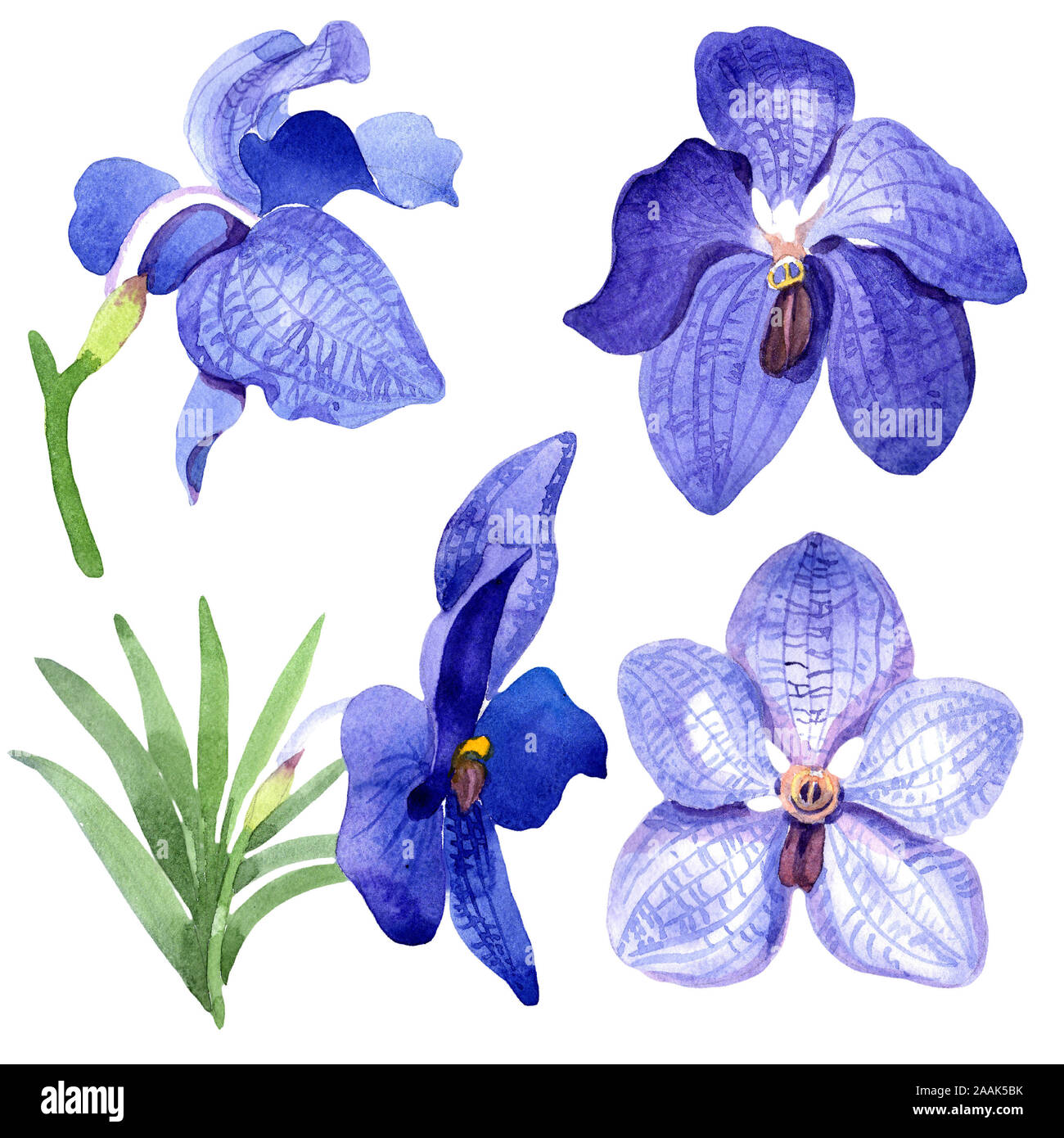 Orchid blue vanda. Floral botanical flower. Wild spring leaf wildflower ...