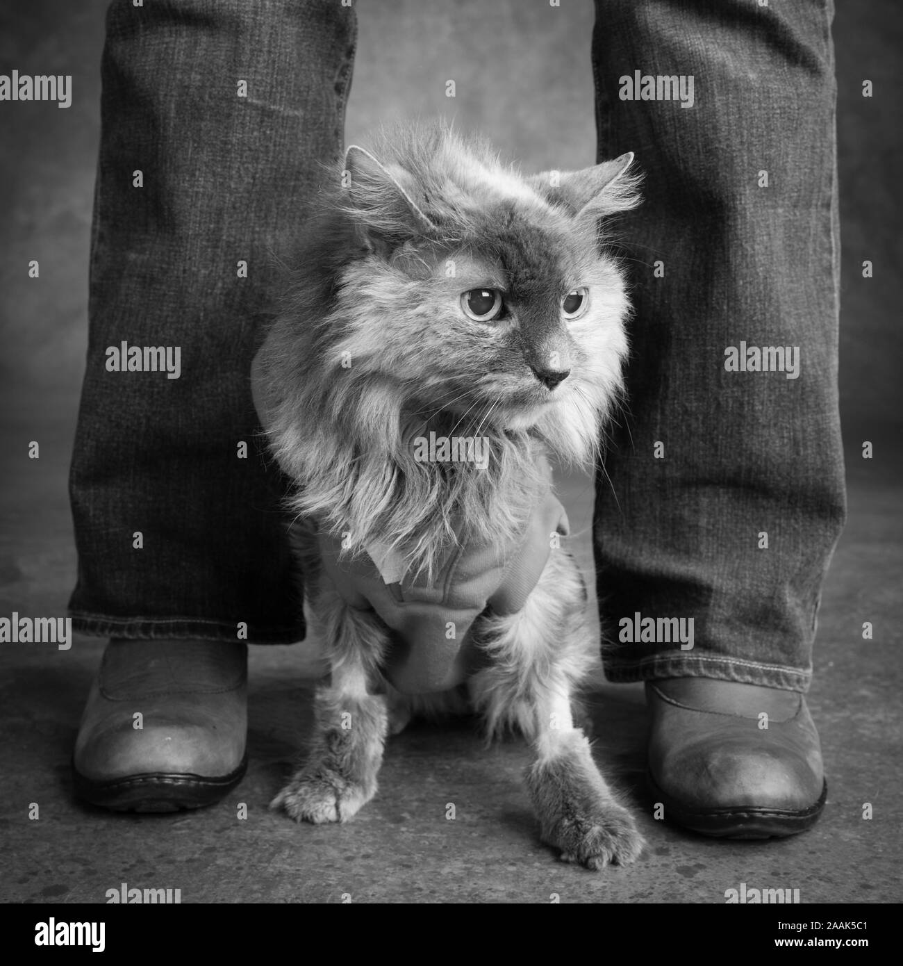 Cat between legs hi-res stock photography and images - Alamy