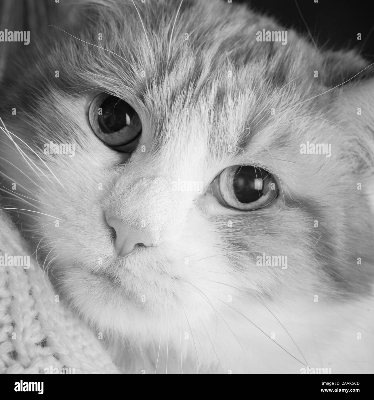 Close up portrait cat hi-res stock photography and images - Alamy