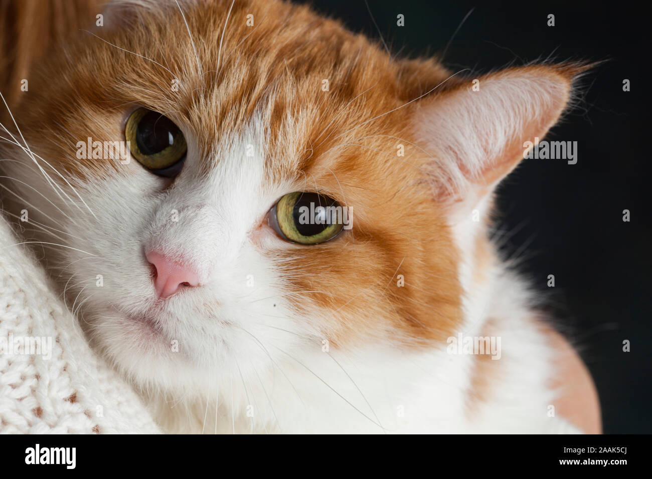 White ginger hi-res stock photography and images - Alamy