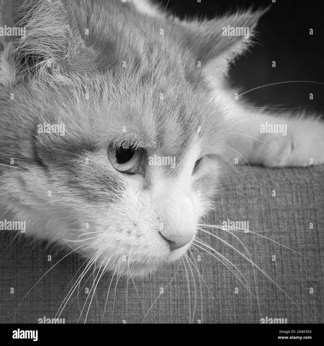 Cute cat head hi-res stock photography and images - Alamy
