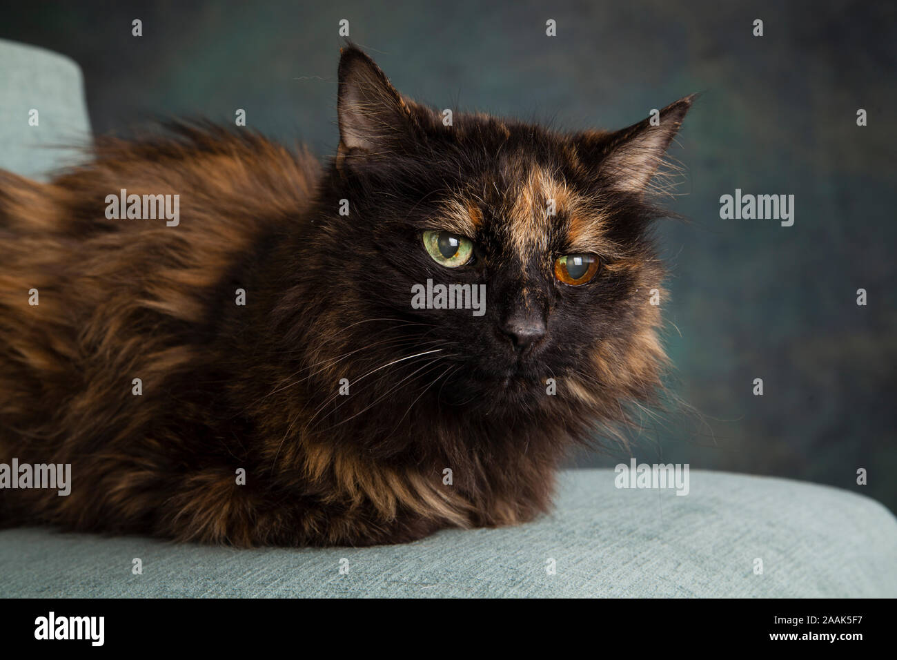 Long haired cat lying down hi-res stock photography and images - Alamy