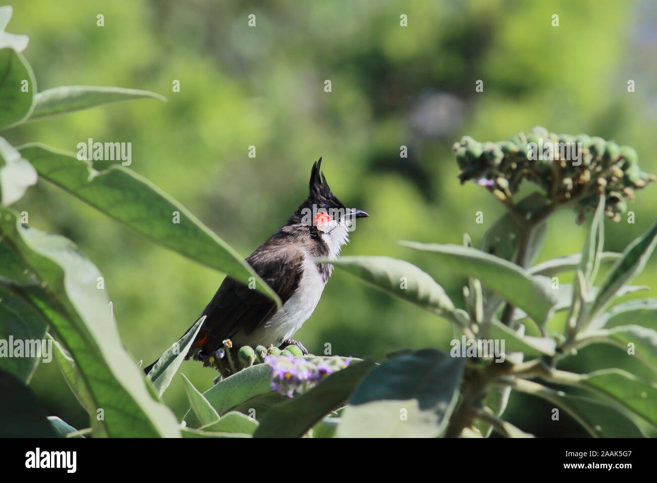 a red-whiskered bulbul or crested bulbul (pycnonotus jocosus) is ...