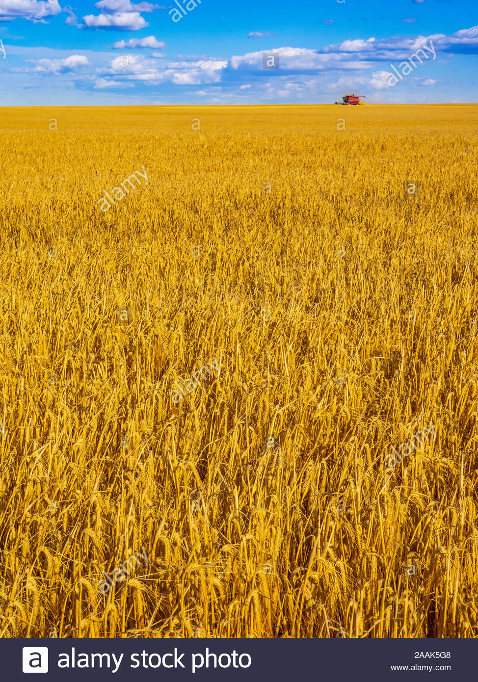 Wheat Field Prairies Alberta High Resolution Stock Photography and ...