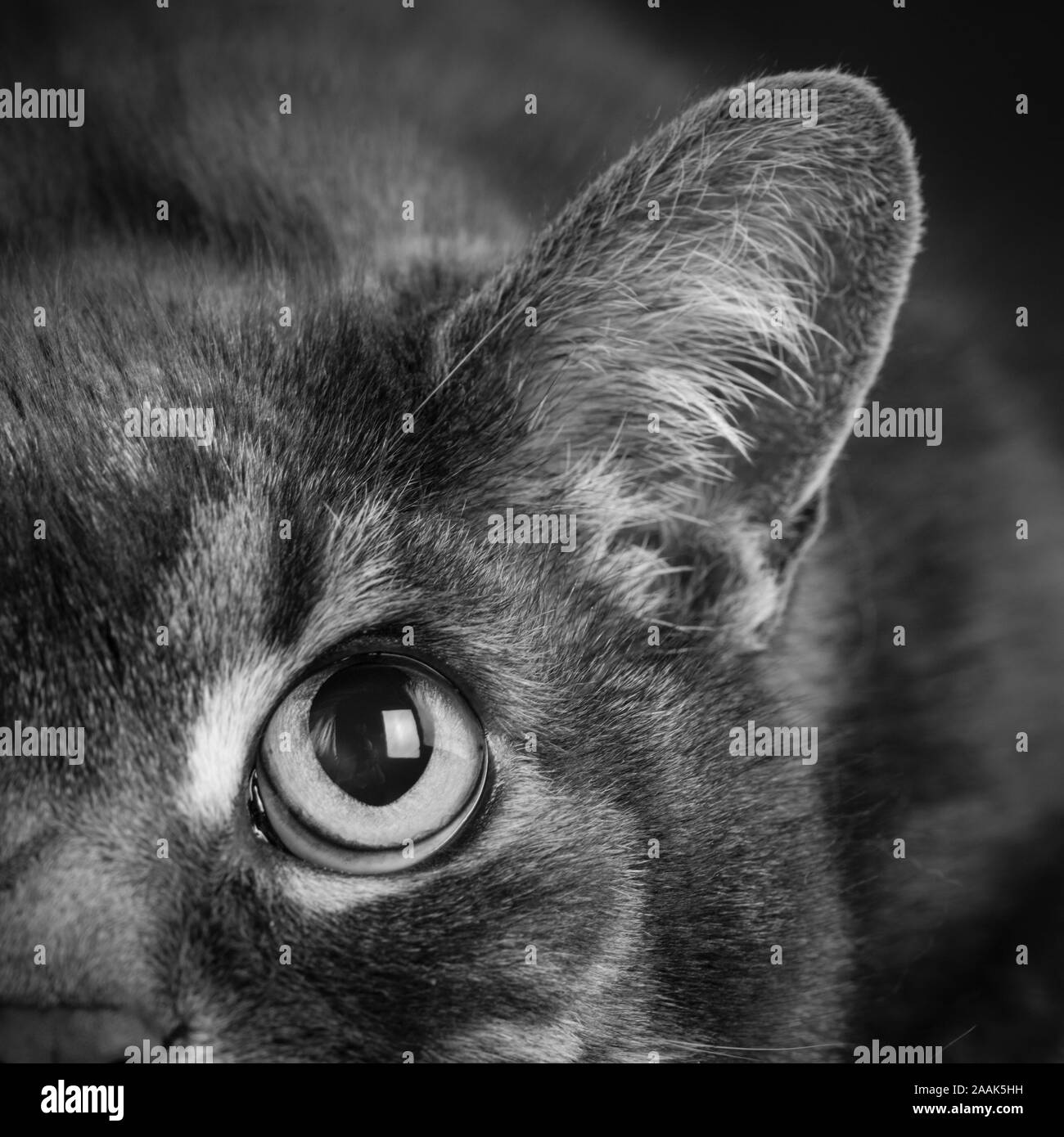 Animal ear hi-res stock photography and images - Alamy