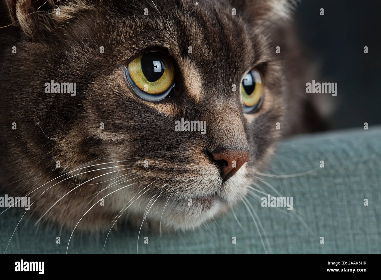 Close up portrait cat hi-res stock photography and images - Alamy
