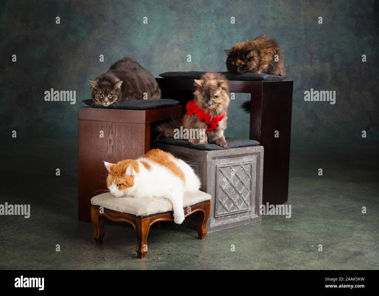 Studio portrait of four cats sitting on wooden boxes Stock Photo - Alamy