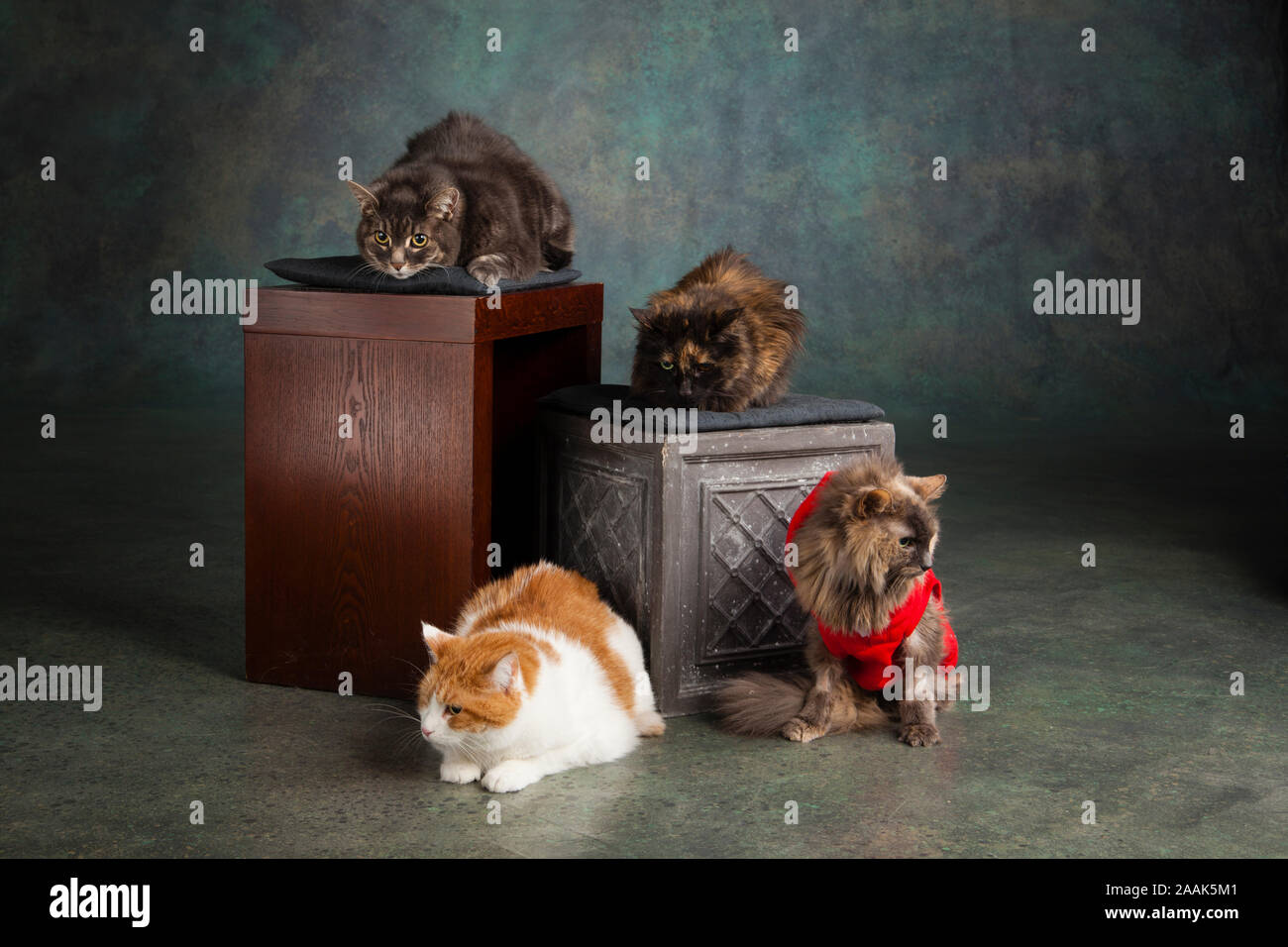 Four cats hi-res stock photography and images - Alamy