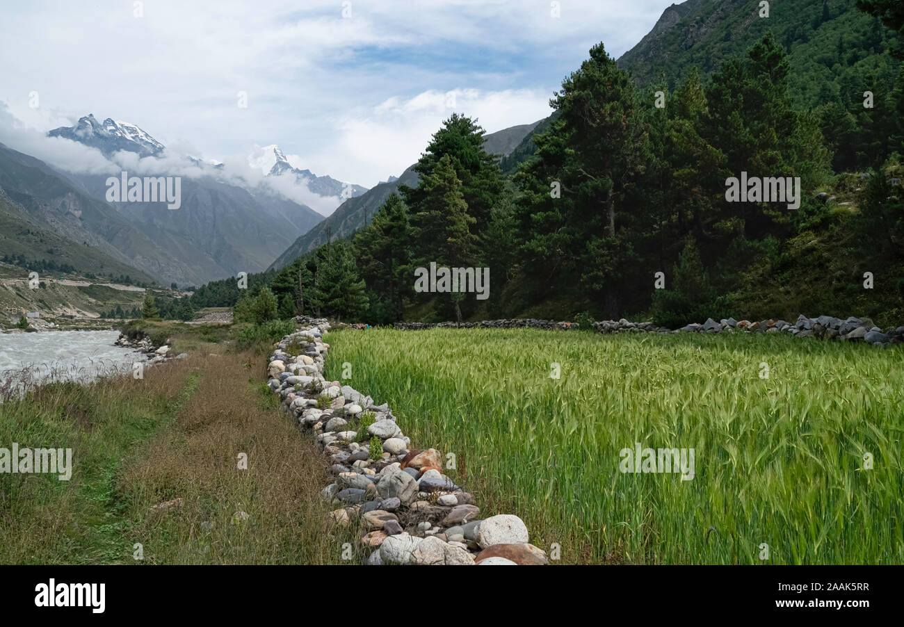 Chitkul, Himachal Pradesh, India. Lush green wheat field flanked by ...