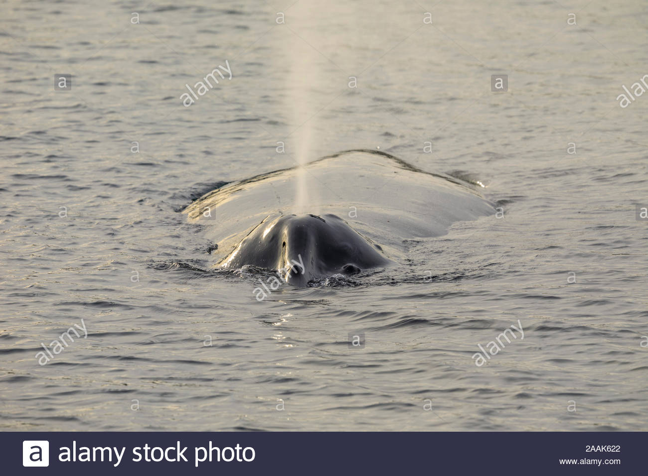 Whale Blowhole Spray High Resolution Stock Photography and Images - Alamy