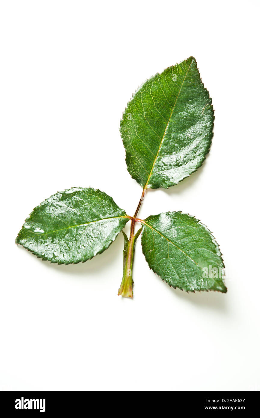branch with three leaves isolated Stock Photo - Alamy