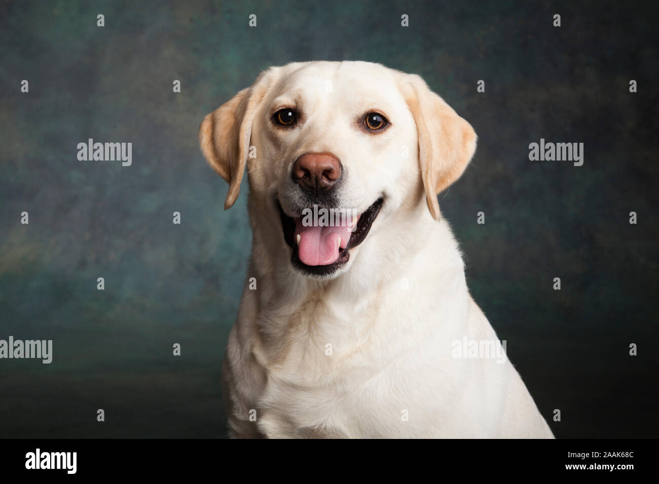 Portrait of Labrador Stock Photo - Alamy