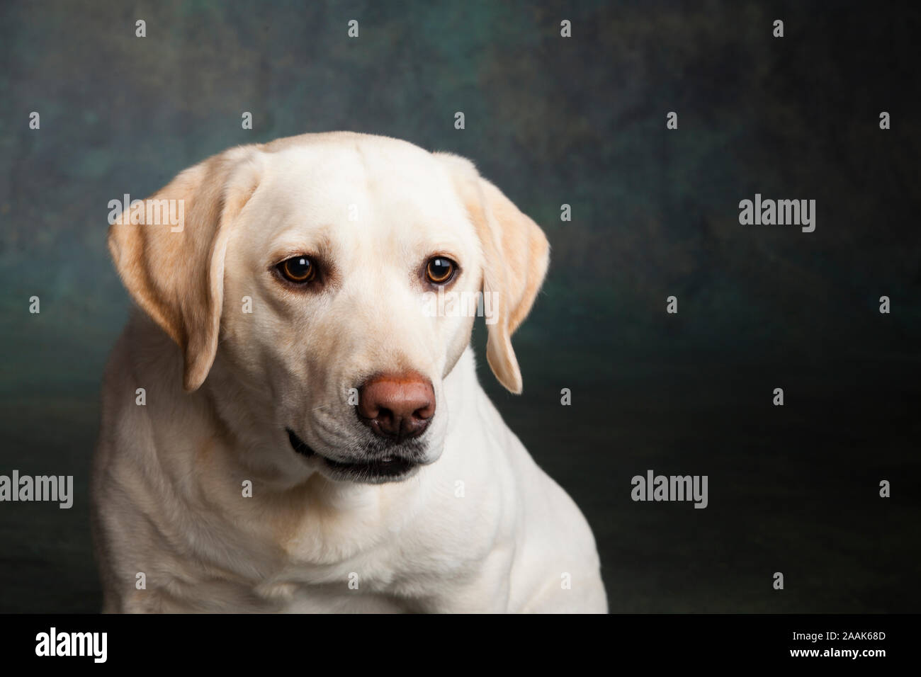 Labrador head hi-res stock photography and images - Alamy