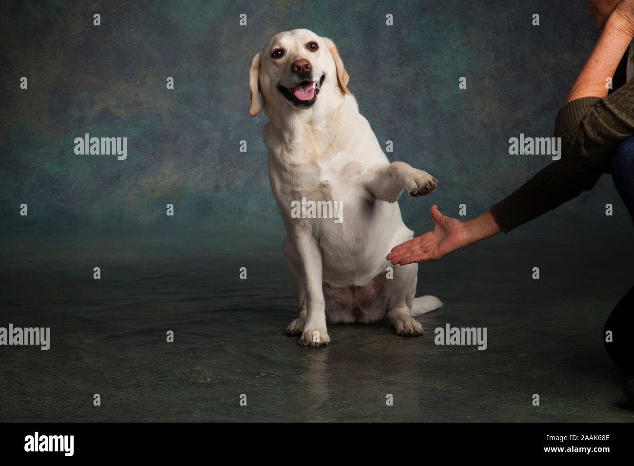 Owner performing give paw command with Labrador Stock Photo - Alamy
