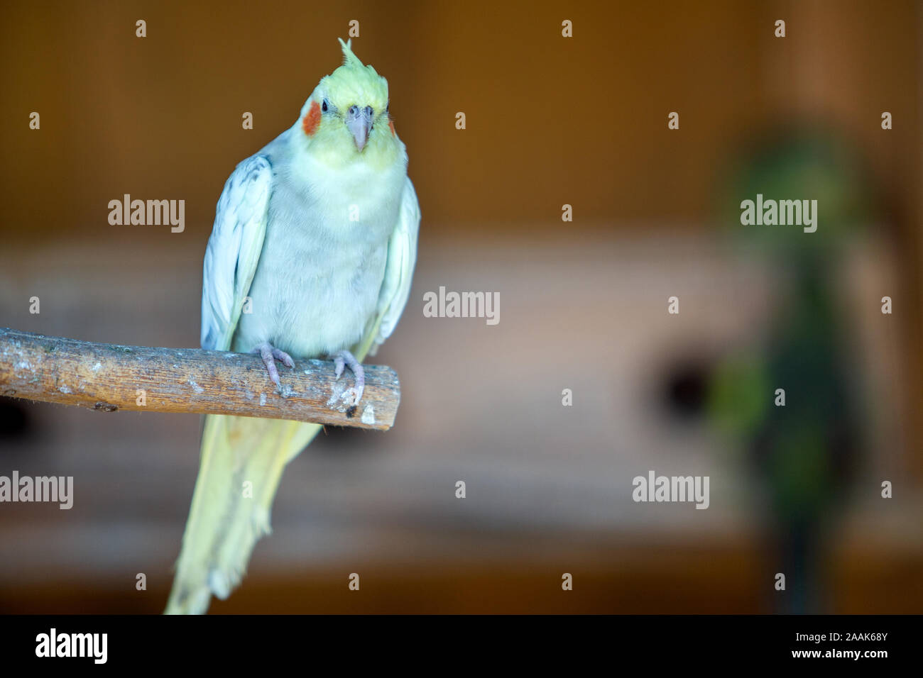 Colorful parrot in a cage at a zoo Stock Photo - Alamy
