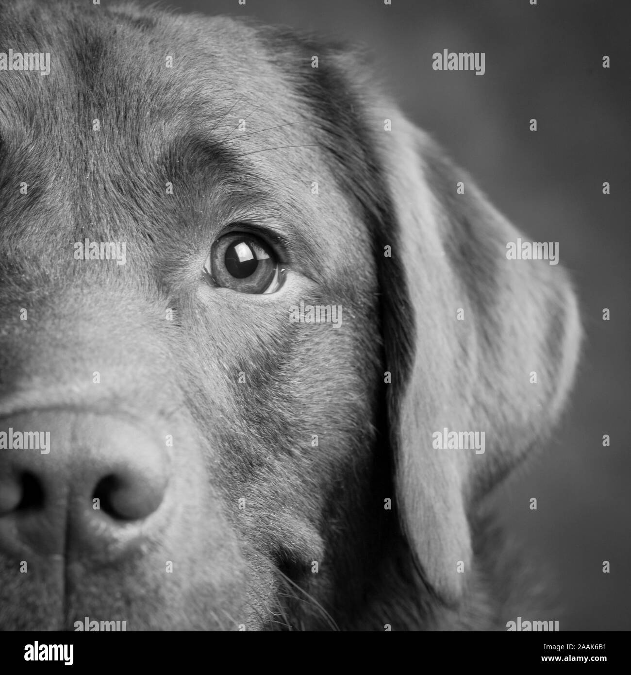 Dog head labrador retriever hi-res stock photography and images - Alamy