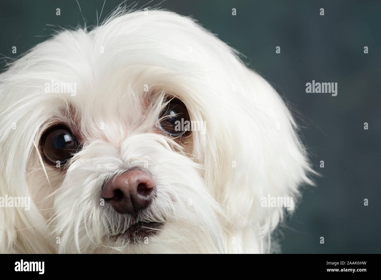 Portrait of a Maltese Dog Stock Photo - Alamy