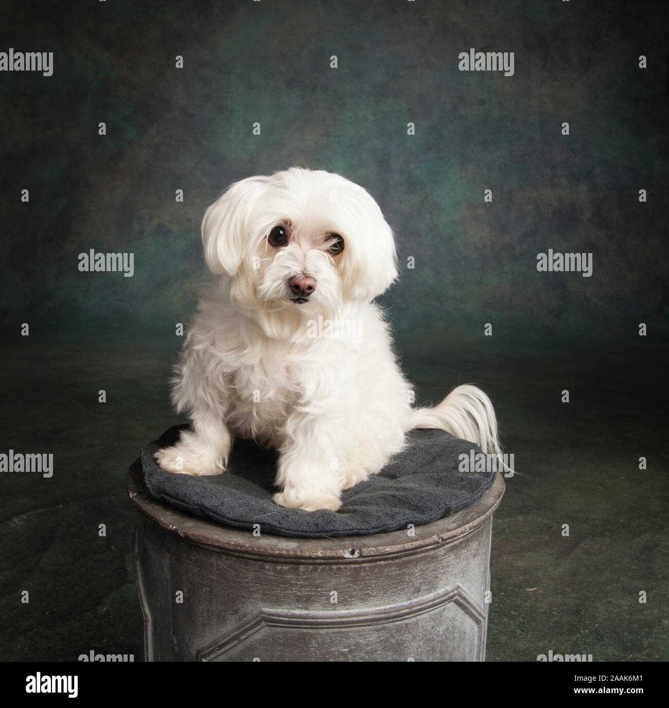 Maltese dog hi-res stock photography and images - Alamy