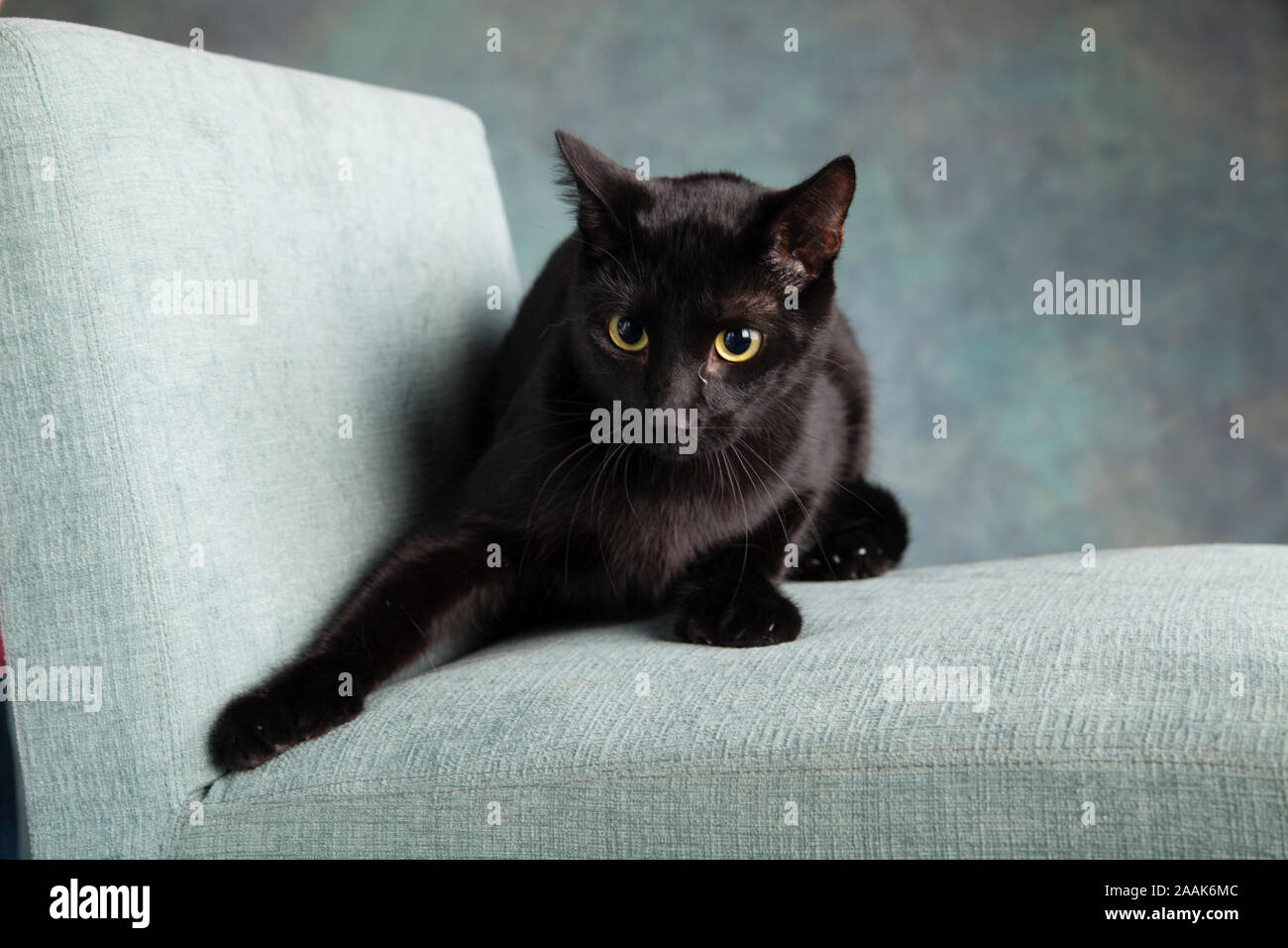 Portrait of black cat hi-res stock photography and images - Alamy