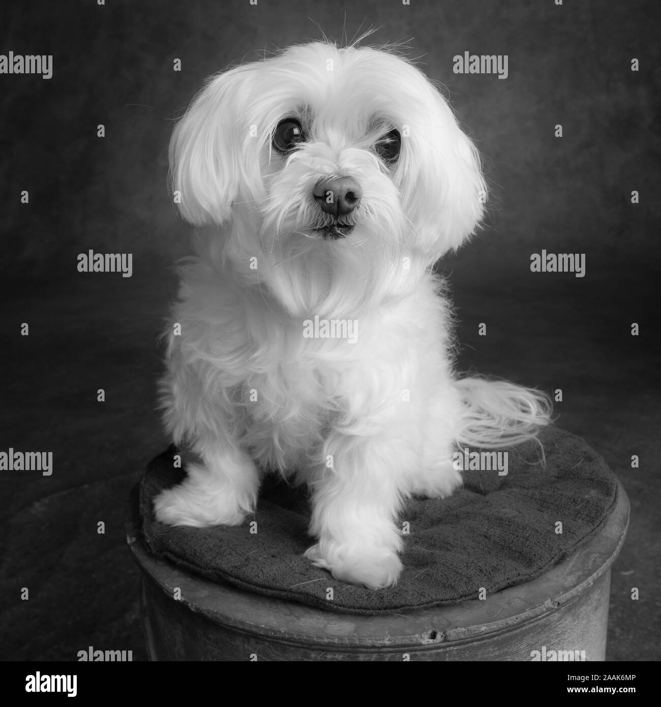 Portrait of a Maltese Dog Stock Photo - Alamy