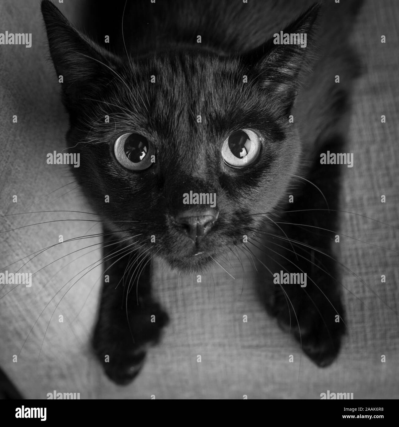 Portrait of black cat Stock Photo - Alamy