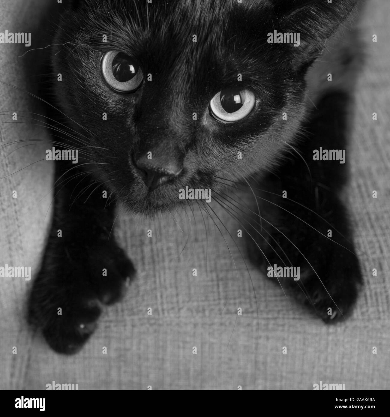 Portrait of black cat Stock Photo - Alamy