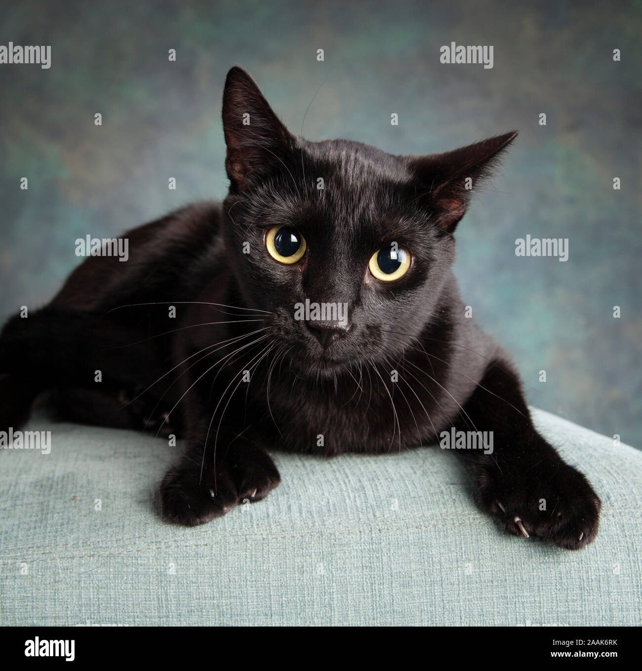 Portrait of black cat Stock Photo - Alamy