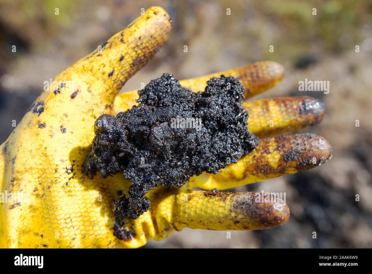 A hand full of raw tar sand. This gloopy mix of bitumen, sand and ...