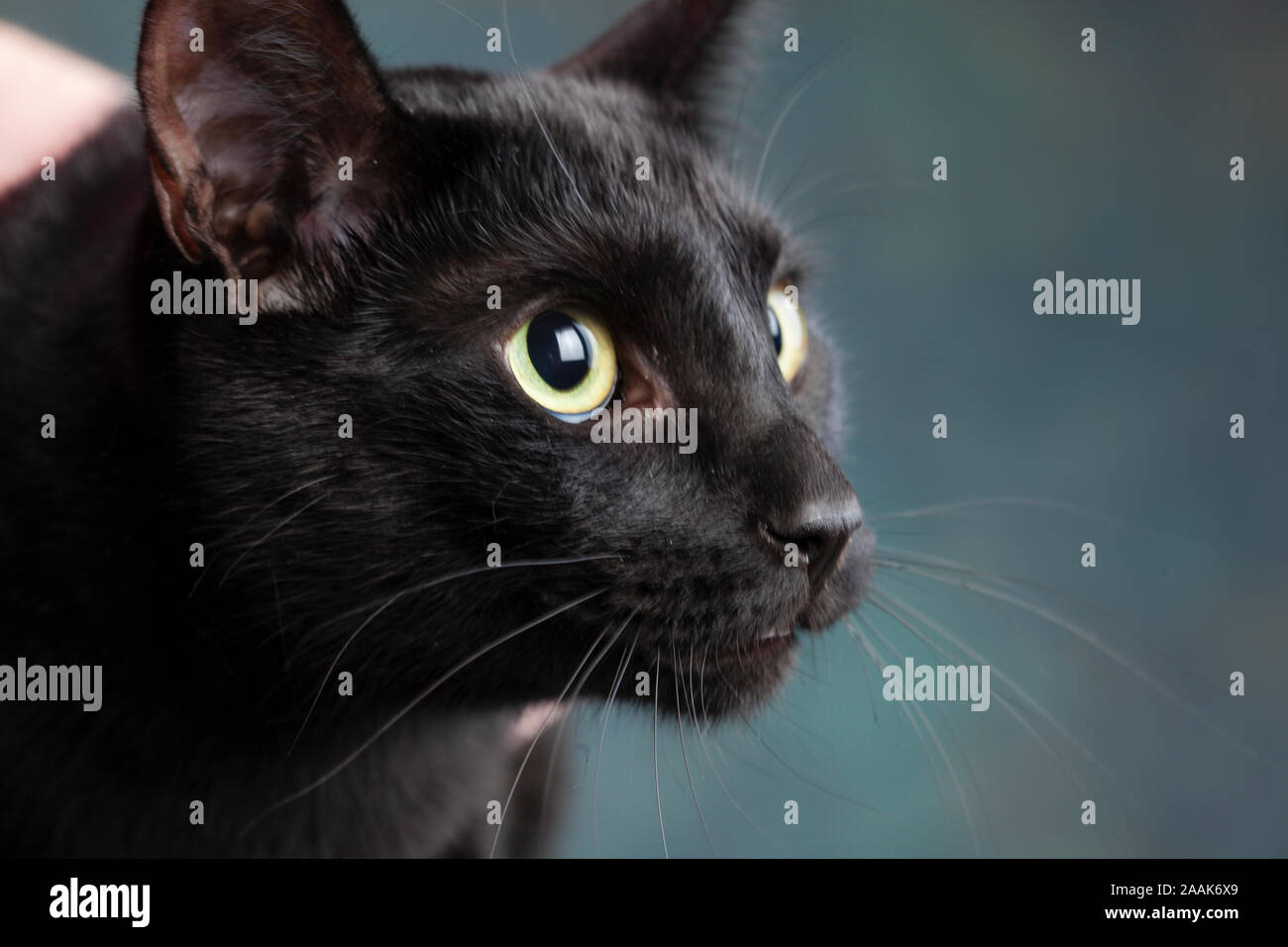 Portrait of black cat Stock Photo - Alamy