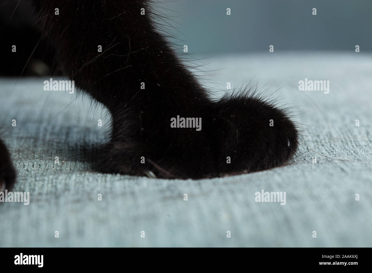 Cat paw hi-res stock photography and images - Alamy
