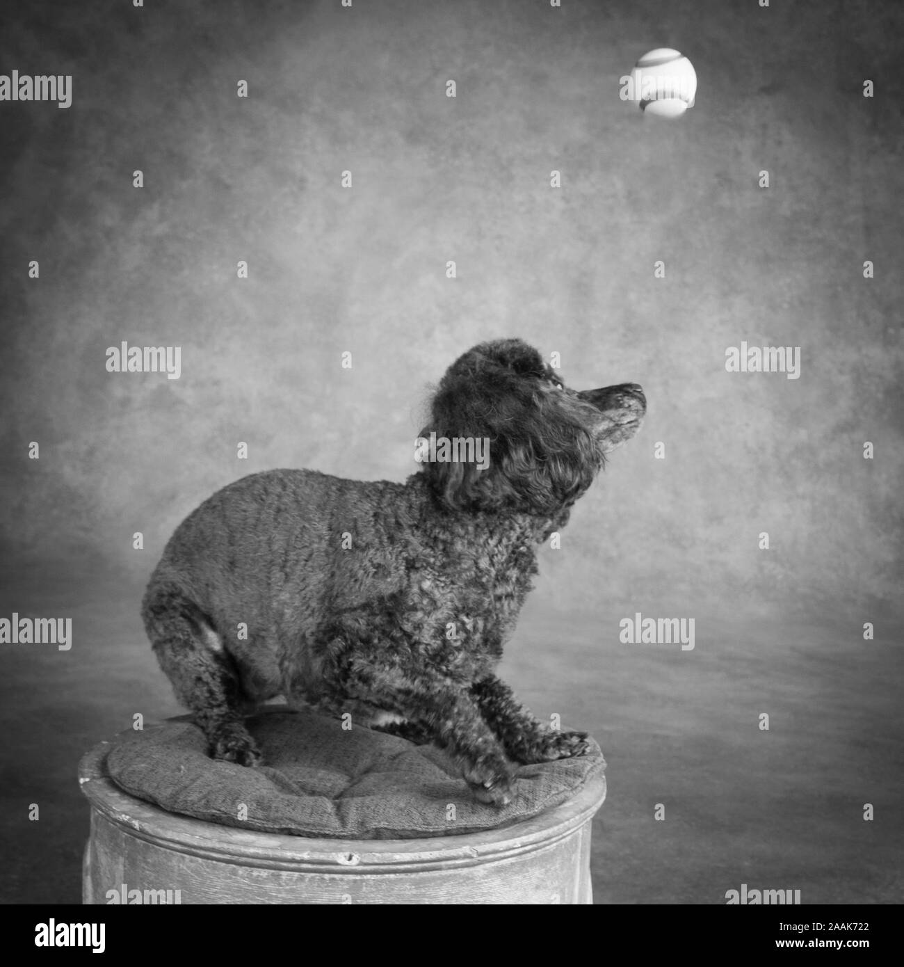 Portrait of Mini Poodle retrieving ball Stock Photo - Alamy