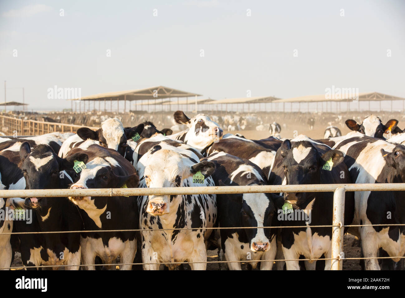 A dairy farm in California's Central Valley, which in September 2015 ...