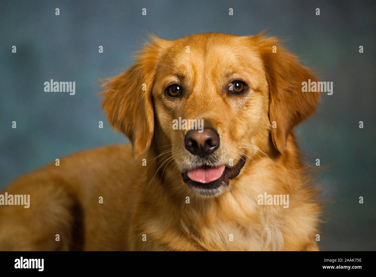 Portrait of Golden Retriever Stock Photo - Alamy