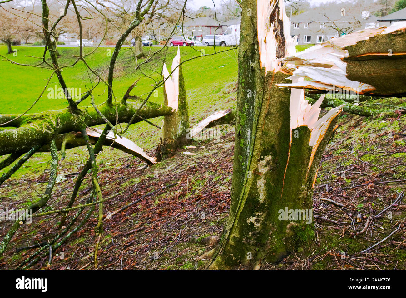 In January 2005 a severe storm hit Cumbria with over 100 mph winds that ... In January 2005 a severe storm hit Cumbria with over 100 mph winds that ...