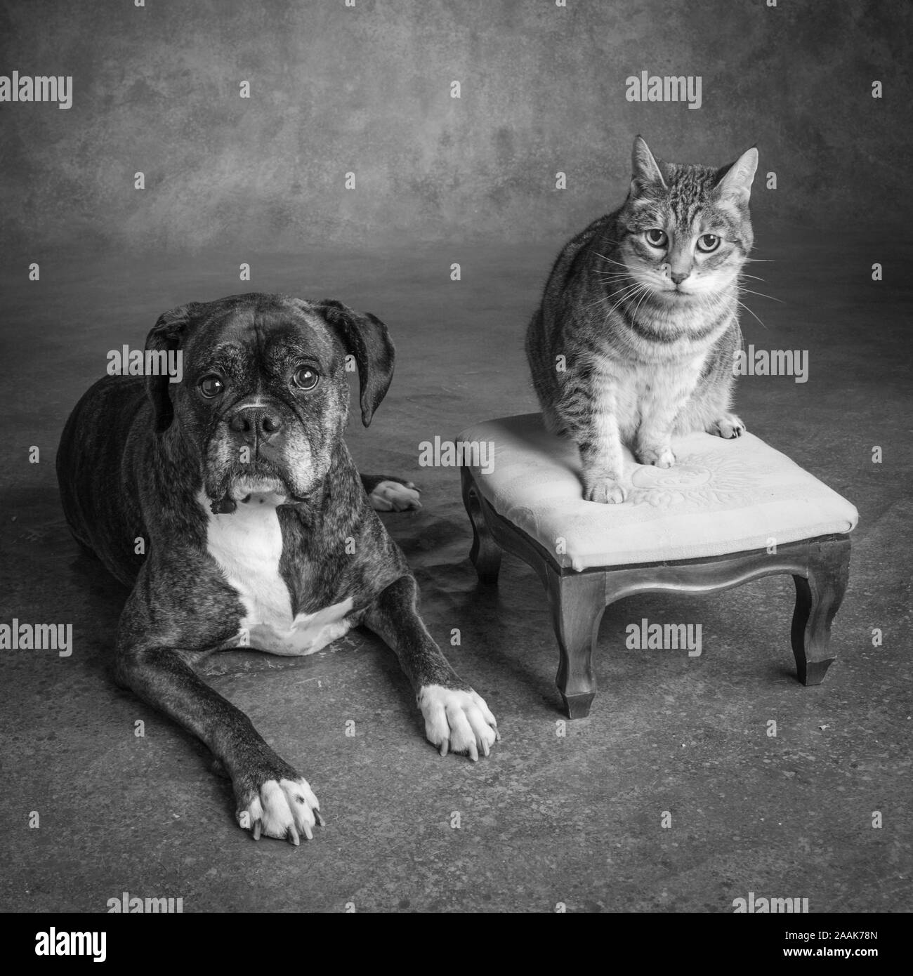 Studio portrait of Boxer dog and Tabby cat Stock Photo - Alamy