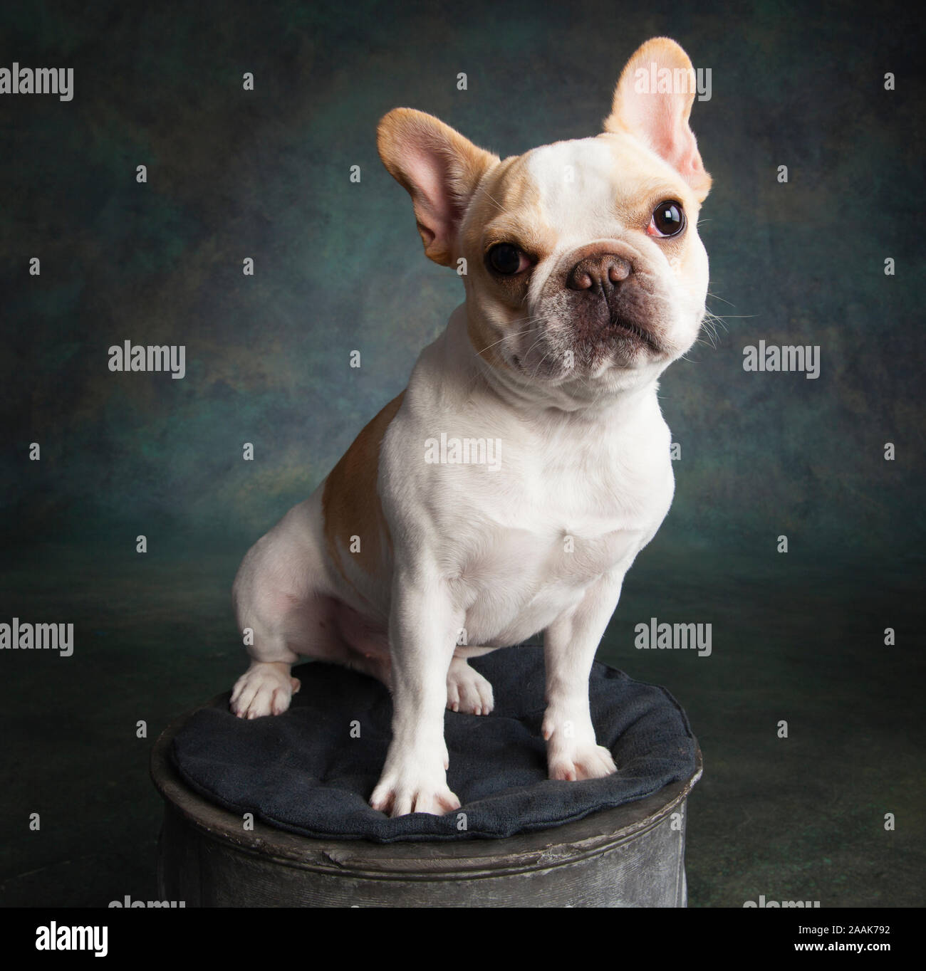 Portrait of French Bulldog Stock Photo - Alamy