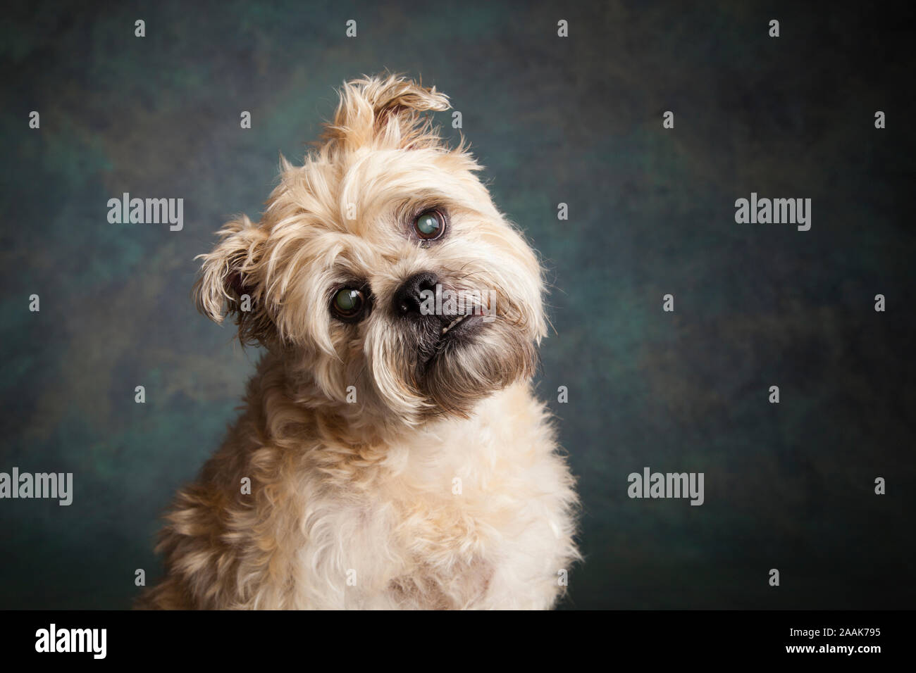 Portrait of Brussels Griffon Stock Photo - Alamy