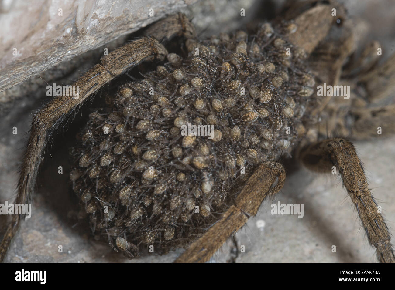 Buenos Aires, Buenos Aires, Argentina. 19th Nov, 2019. A LYCOSA sp ...