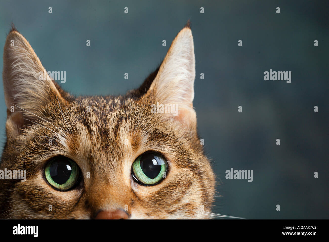 Animal ear hi-res stock photography and images - Alamy