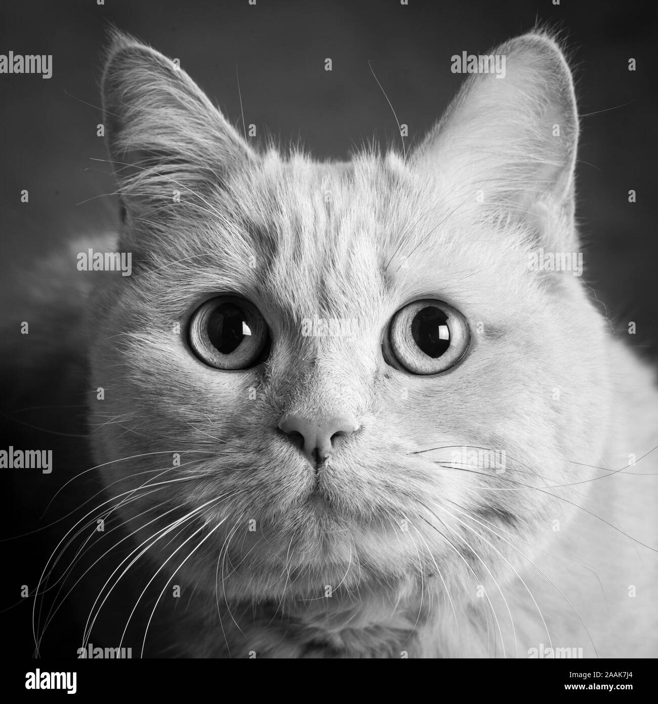 Portrait cat close up Black and White Stock Photos & Images - Alamy