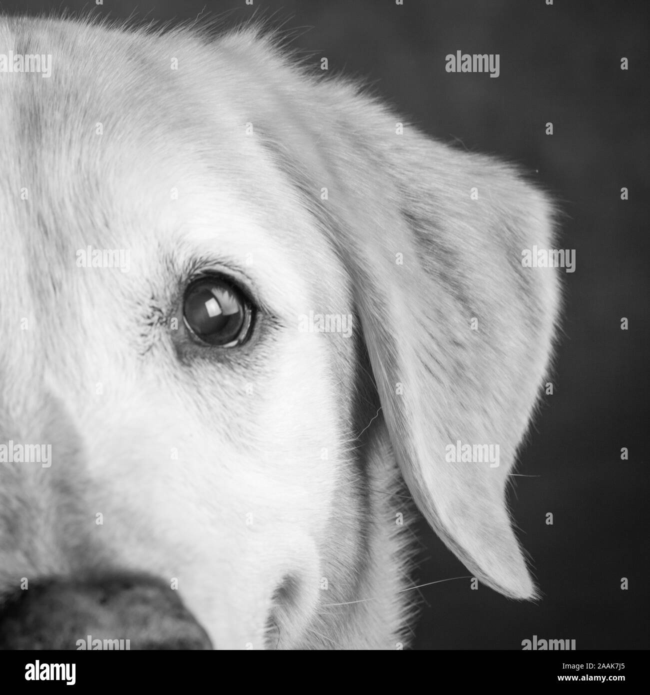 Labrador mixed breed hi-res stock photography and images - Alamy